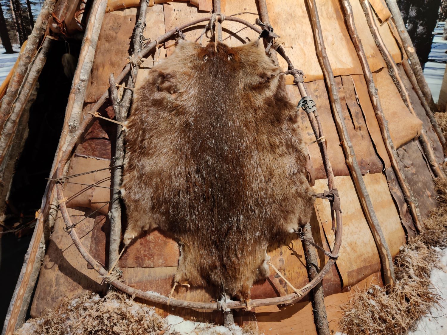 Majava - hävitetty ja palautettu - Suomen Metsästysmuseo