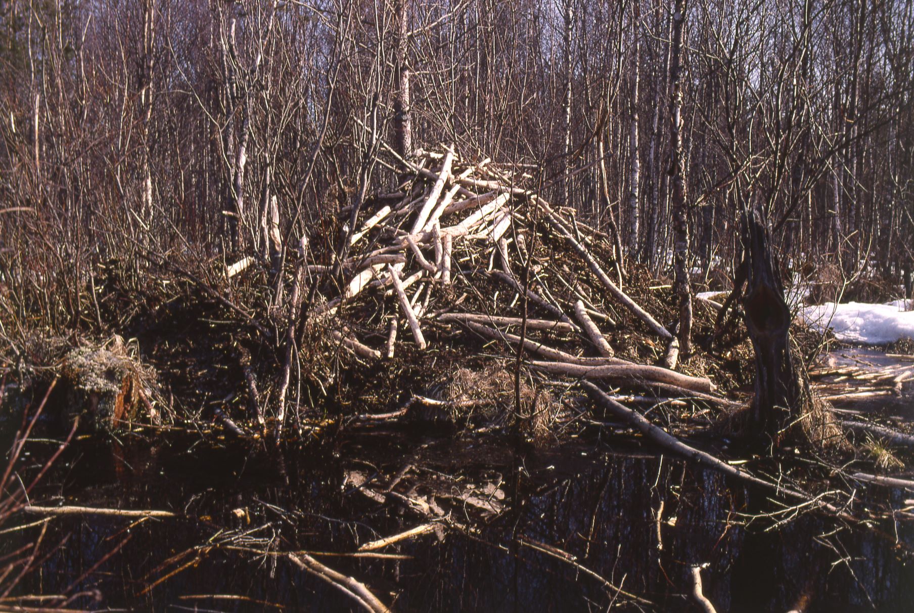 Majava - hävitetty ja palautettu - Suomen Metsästysmuseo